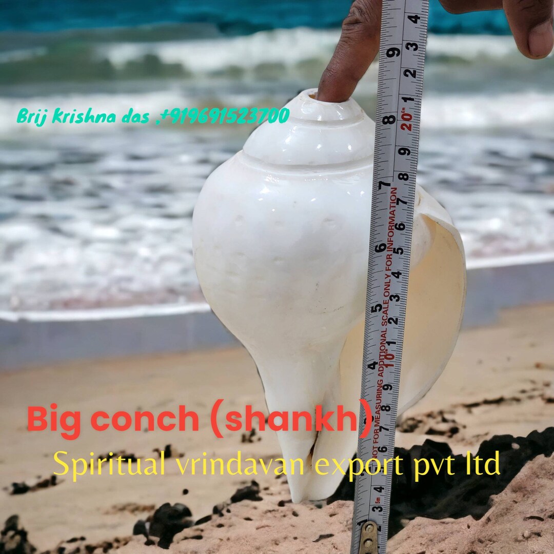 Big Size Conch 9inch/22cm From Vrindavan Made by Devoted Temple /iskcon ...