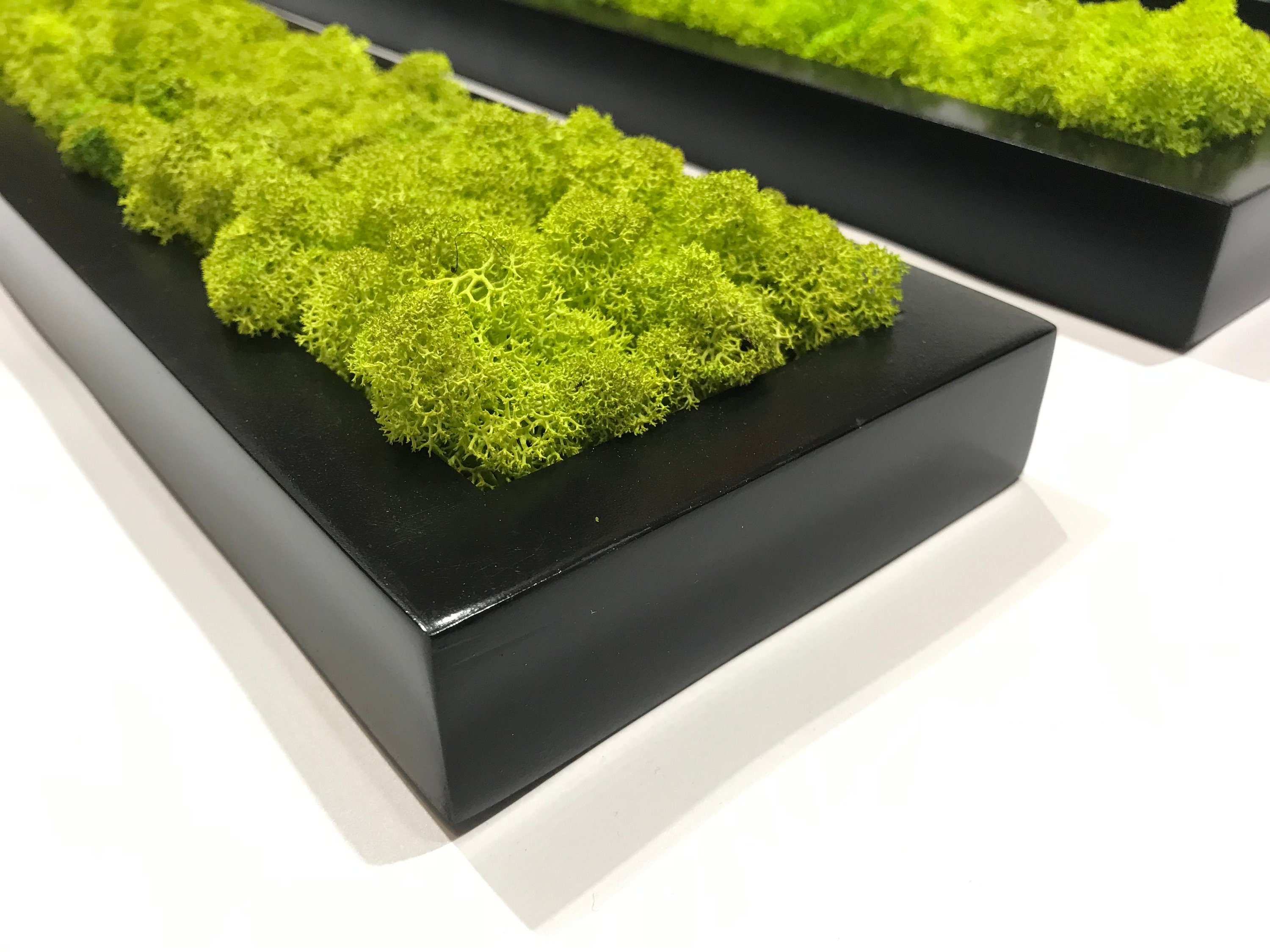 Wooden Moss Panel - Moss Wall Panels - Moss Wall Art - Living Moss Wall ...