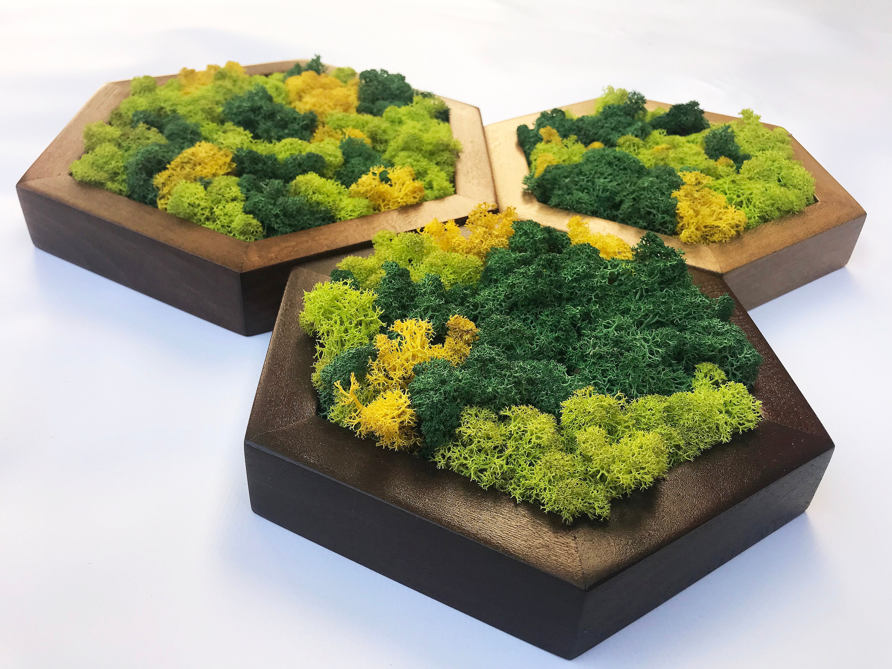 Hexagon Wall Panel With Moss, Moss Wall Art, Moss Wall Panel, Moss ...
