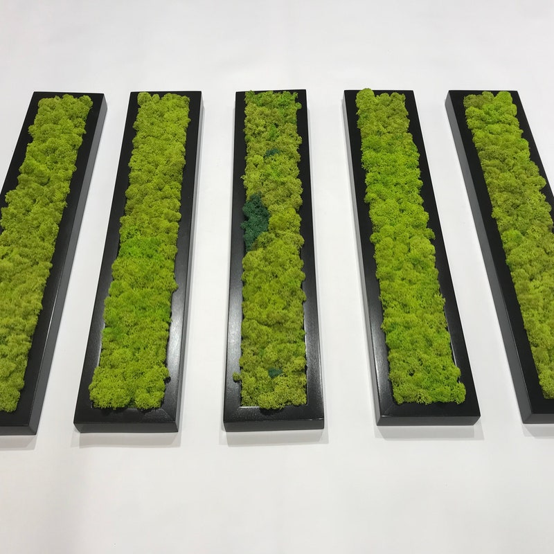 Moss Wall Decor - Etsy