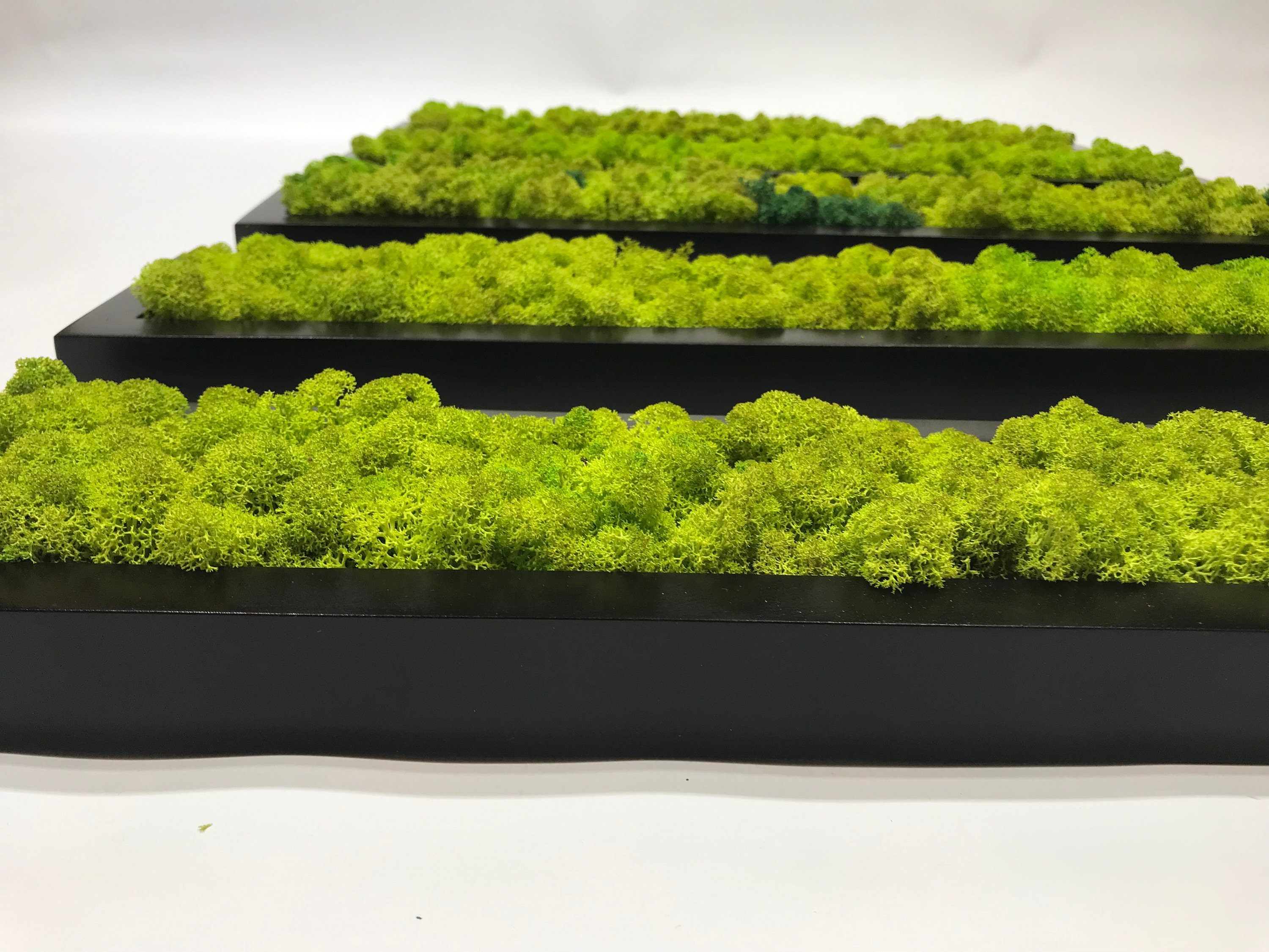 Wooden Moss Panel - Moss Wall Panels - Moss Wall Art - Living Moss Wall ...