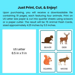 Animal Flash Cards | Instant Digital Download | Safari Animals ...