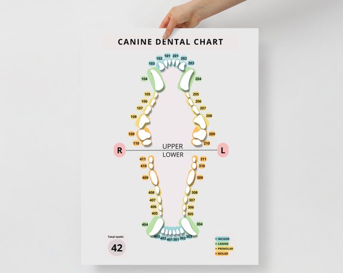 Feline Skeletal Structure Veterinary Medicine Educational Poster, Study ...