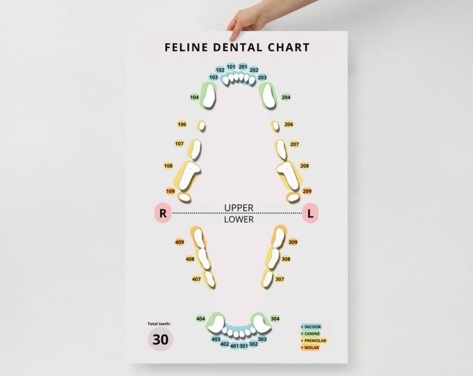 Feline Skeletal Structure Veterinary Medicine Educational Poster, Study ...