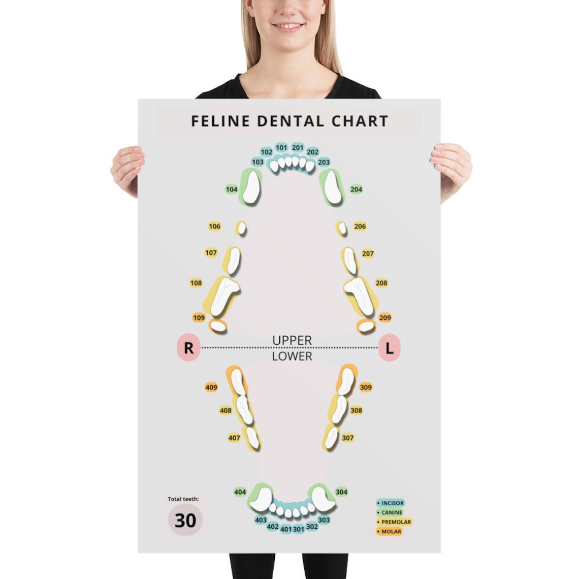 Feline Dental Chart Veterinary Day Gift Idea for Vets Vet - Etsy