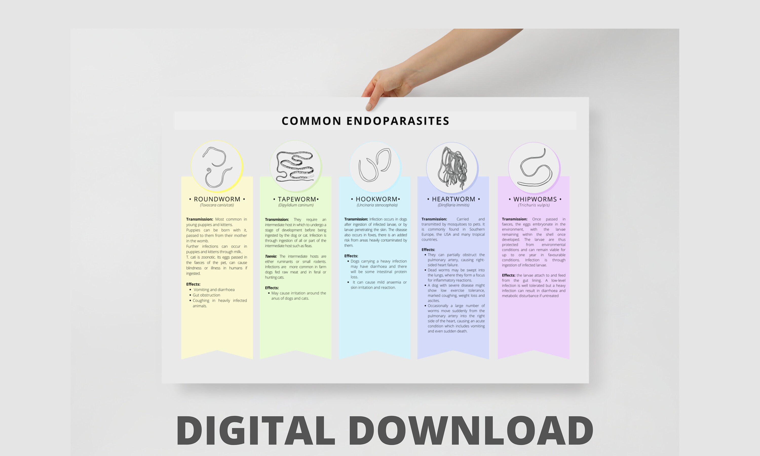 DIGITAL Poster of Common Endoparasites in Pets - Parasitology ...