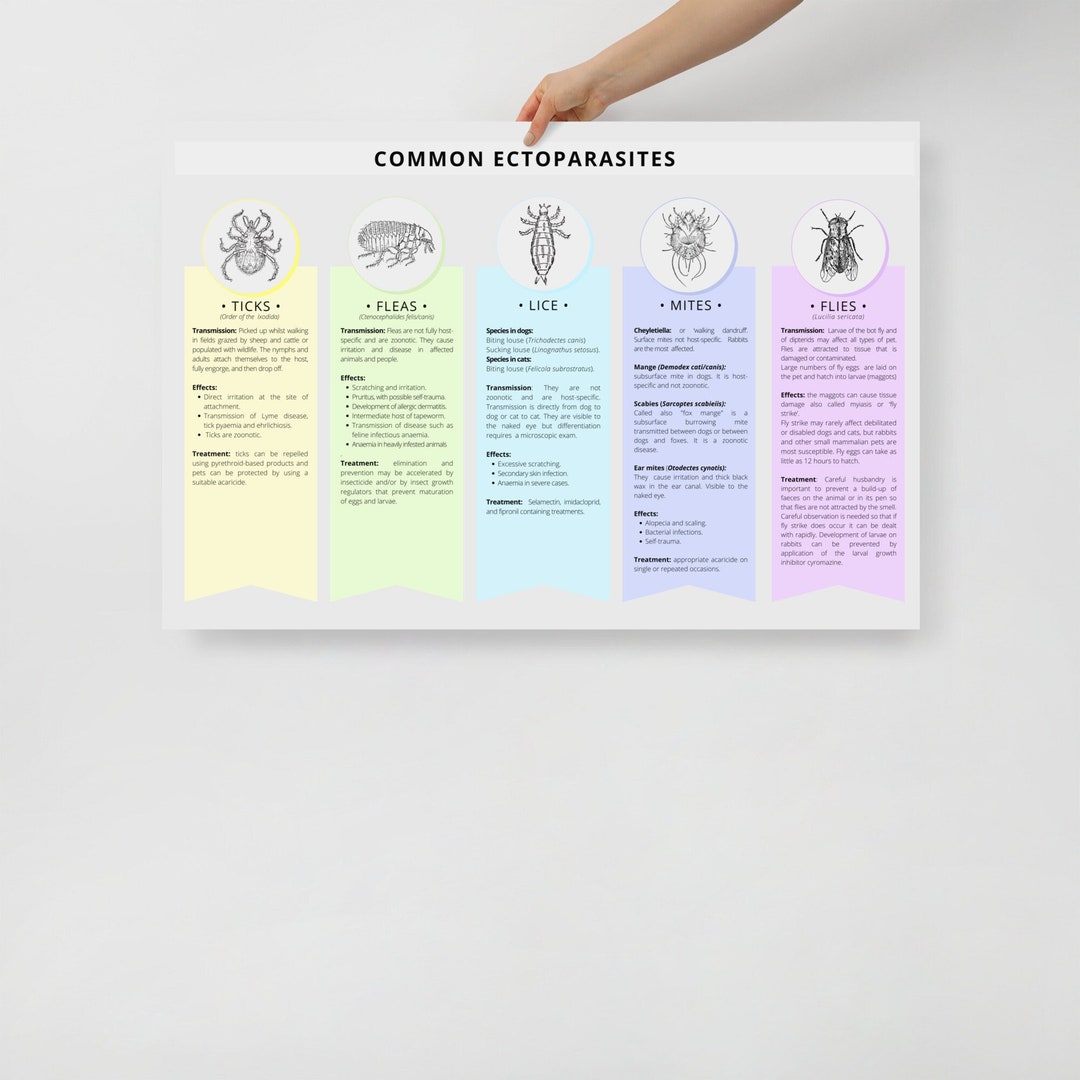 Poster of Common Ectoparasites - Parasitology, Parasites, Ticks, Fleas ...