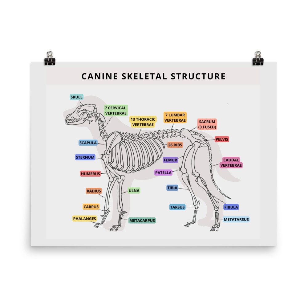 DIGITAL Canine Skeletal Structure - Veterinary Medicine Educational ...