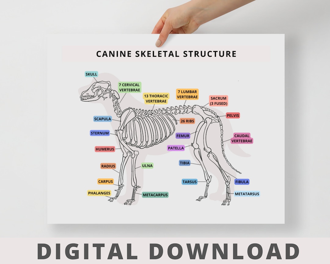 DIGITAL Canine Skeletal Structure - Veterinary Medicine Educational ...