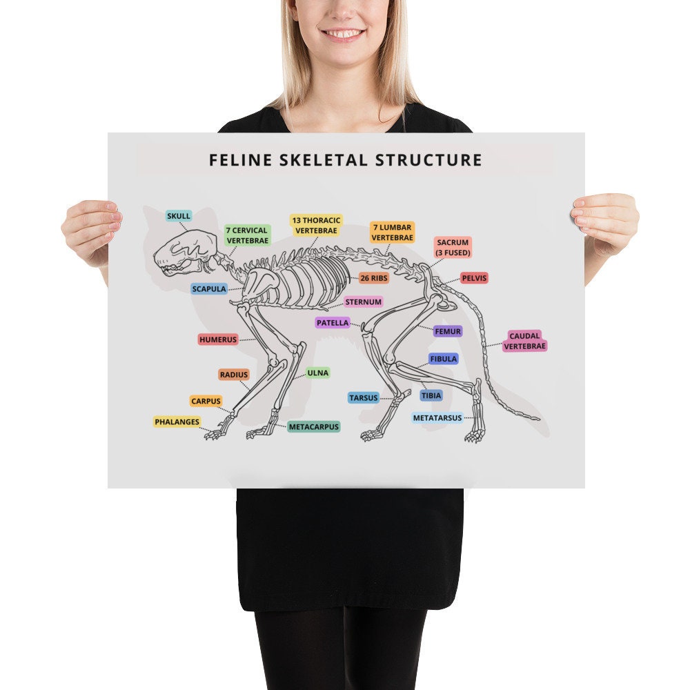 Feline Skeletal Structure Veterinary Medicine Educational Poster, Study ...