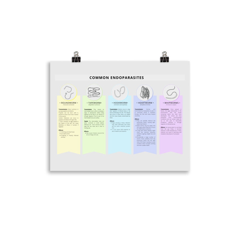 DIGITAL Poster of Common Endoparasites in Pets Parasitology, Parasites ...