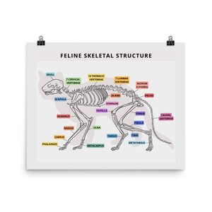 DIGITAL Feline Skeletal Structure - Veterinary Medicine Educational ...