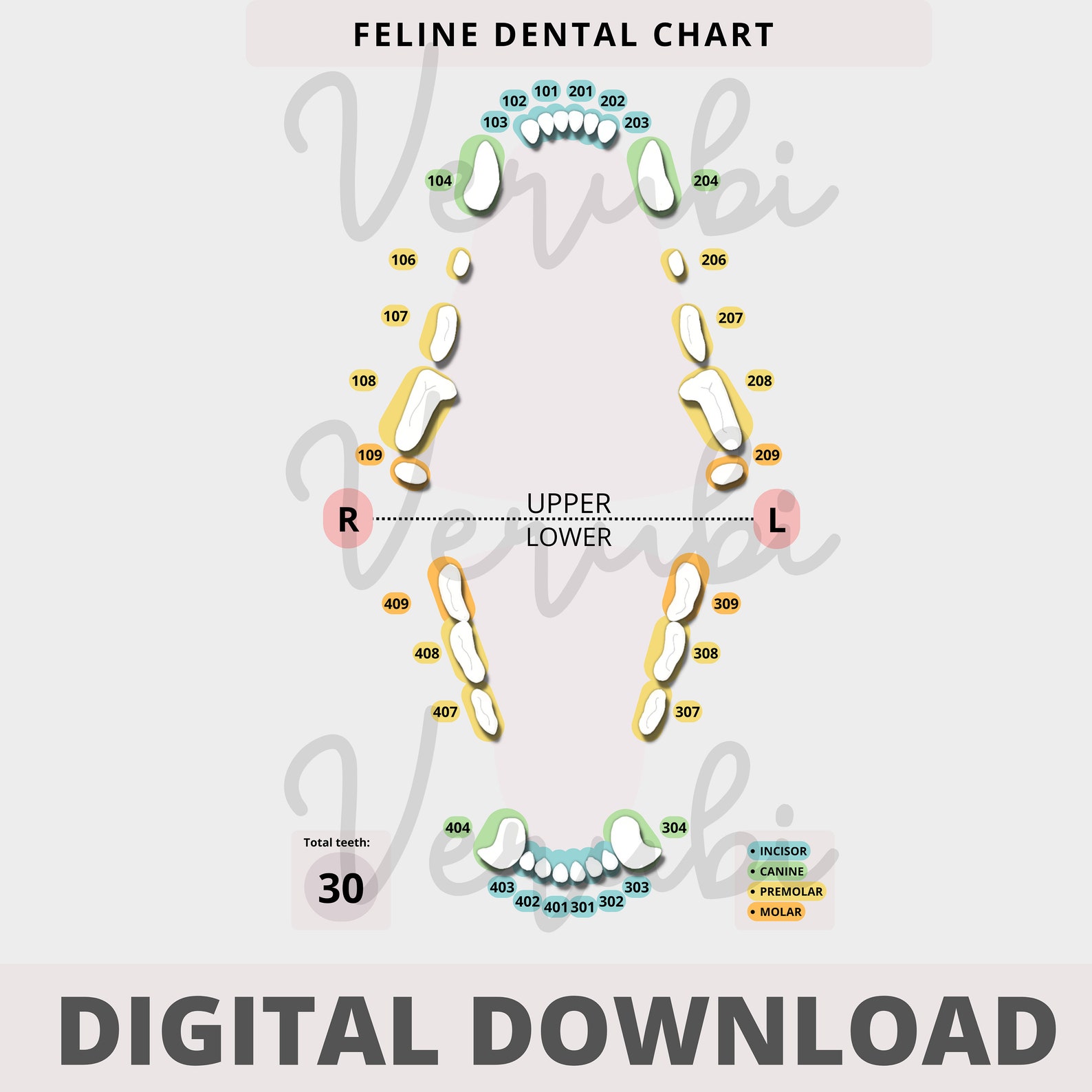 DIGITAL Feline Dental Chart Veterinary Day Gift Idea for Vets, Vet ...