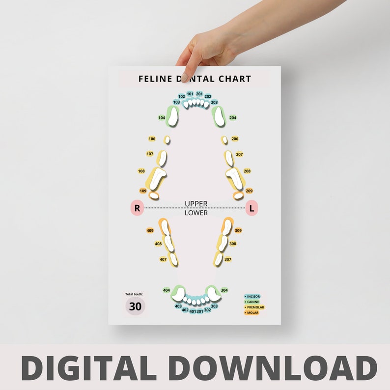 DIGITAL Feline Dental Chart - Veterinary Day Gift Idea for Vets, Vet ...