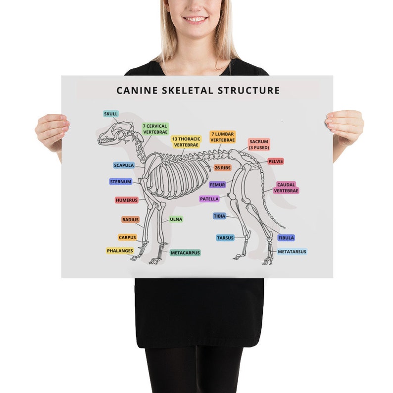 Canine Skeletal Structure - Veterinary Medicine Educational Poster ...