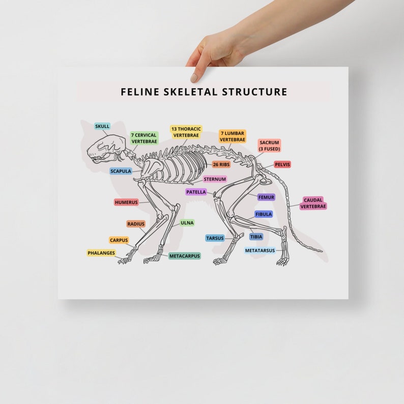 Feline Skeletal Structure - Veterinary Medicine Educational Poster ...