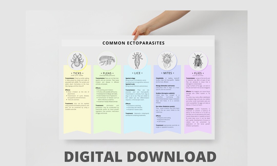 Digital Poster Of Common Ectoparasites Parasitology Parasites Ticks