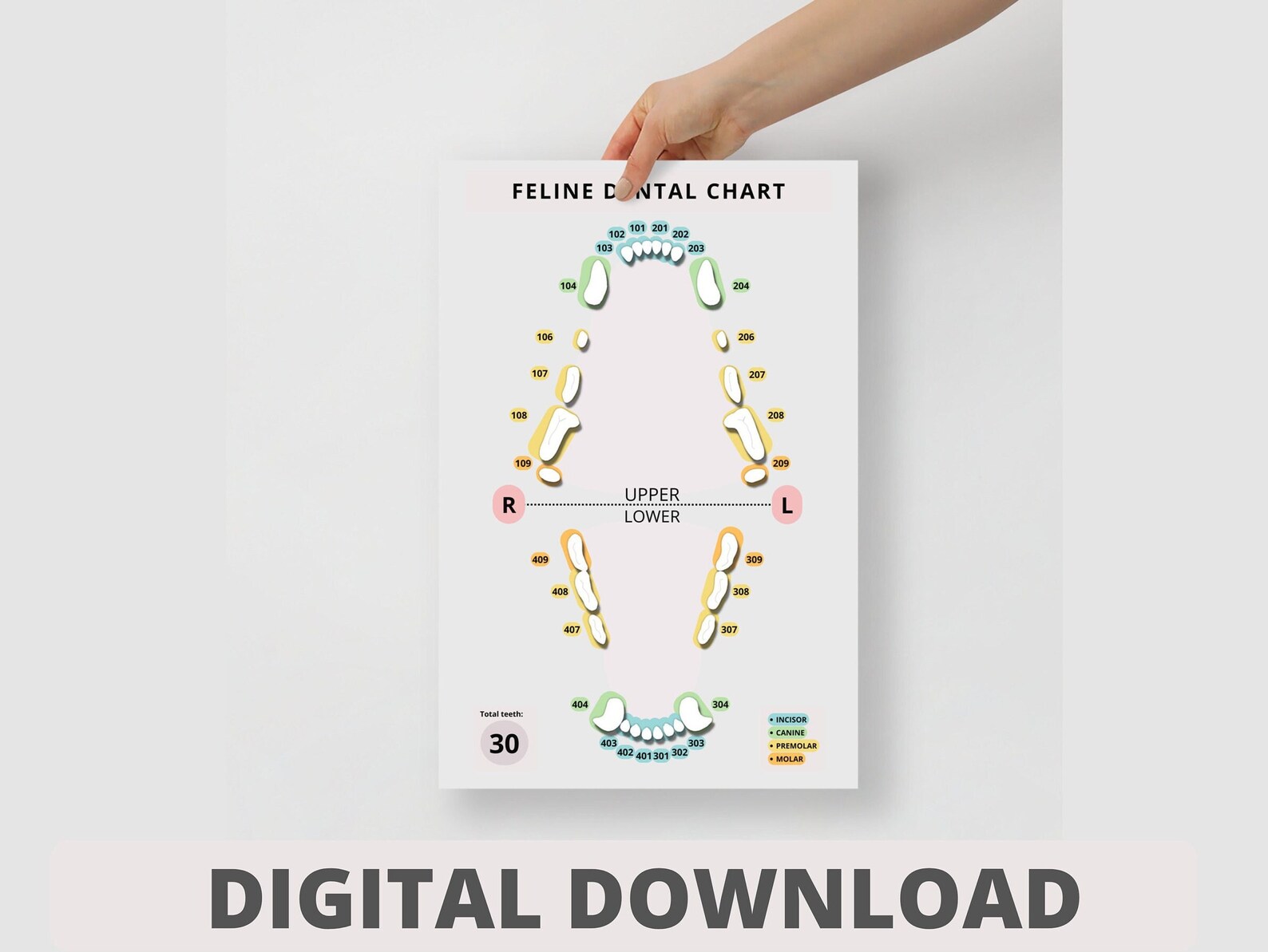 DIGITAL Feline Dental Chart - Veterinary Day Gift Idea for Vets, Vet ...