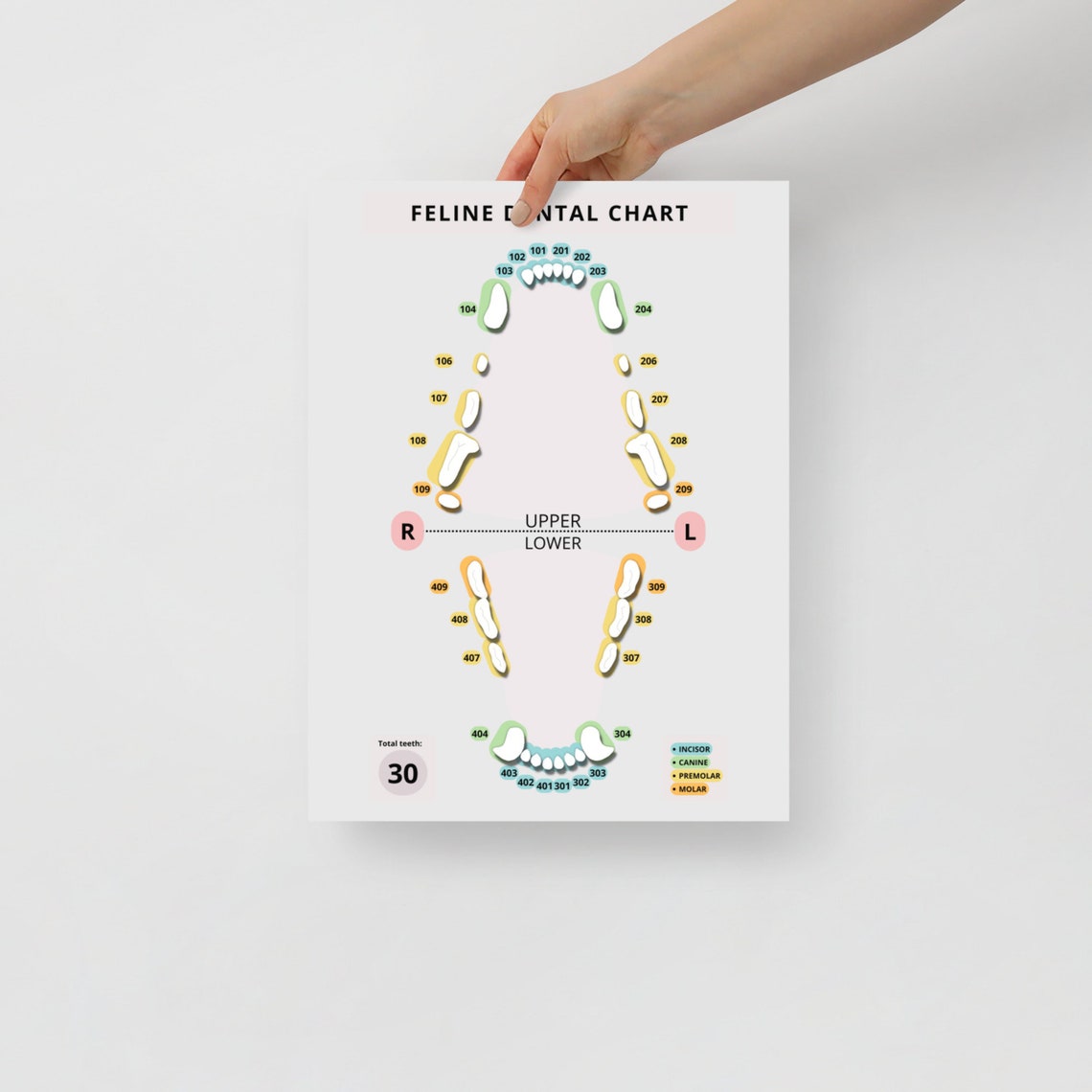 Feline Dental Chart - Veterinary Day Gift Idea for Vets, Vet Nurses ...