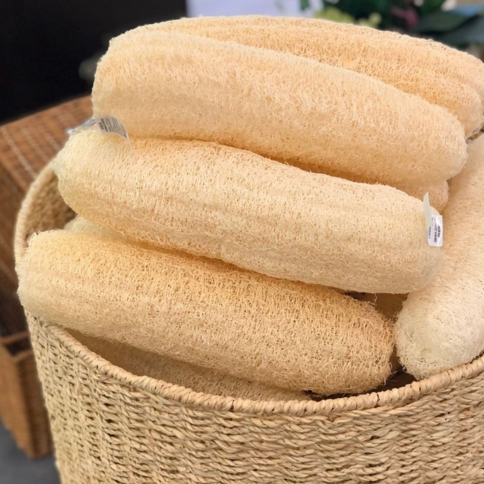 Large Whole Loofah Sponge 25" + - 30" | Set 4 Loofah Dish Sponge Back ...
