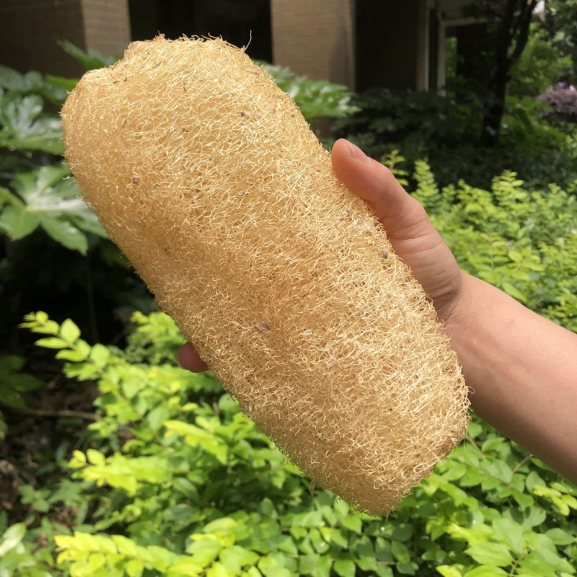 Large Whole Loofah Sponge 25" + - 30" | Set 4 Loofah Dish Sponge Back ...