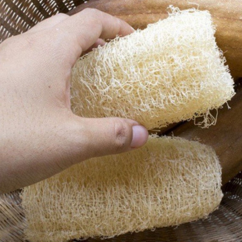 Large Whole Loofah Sponge 25 30 Set 4 Loofah | Etsy