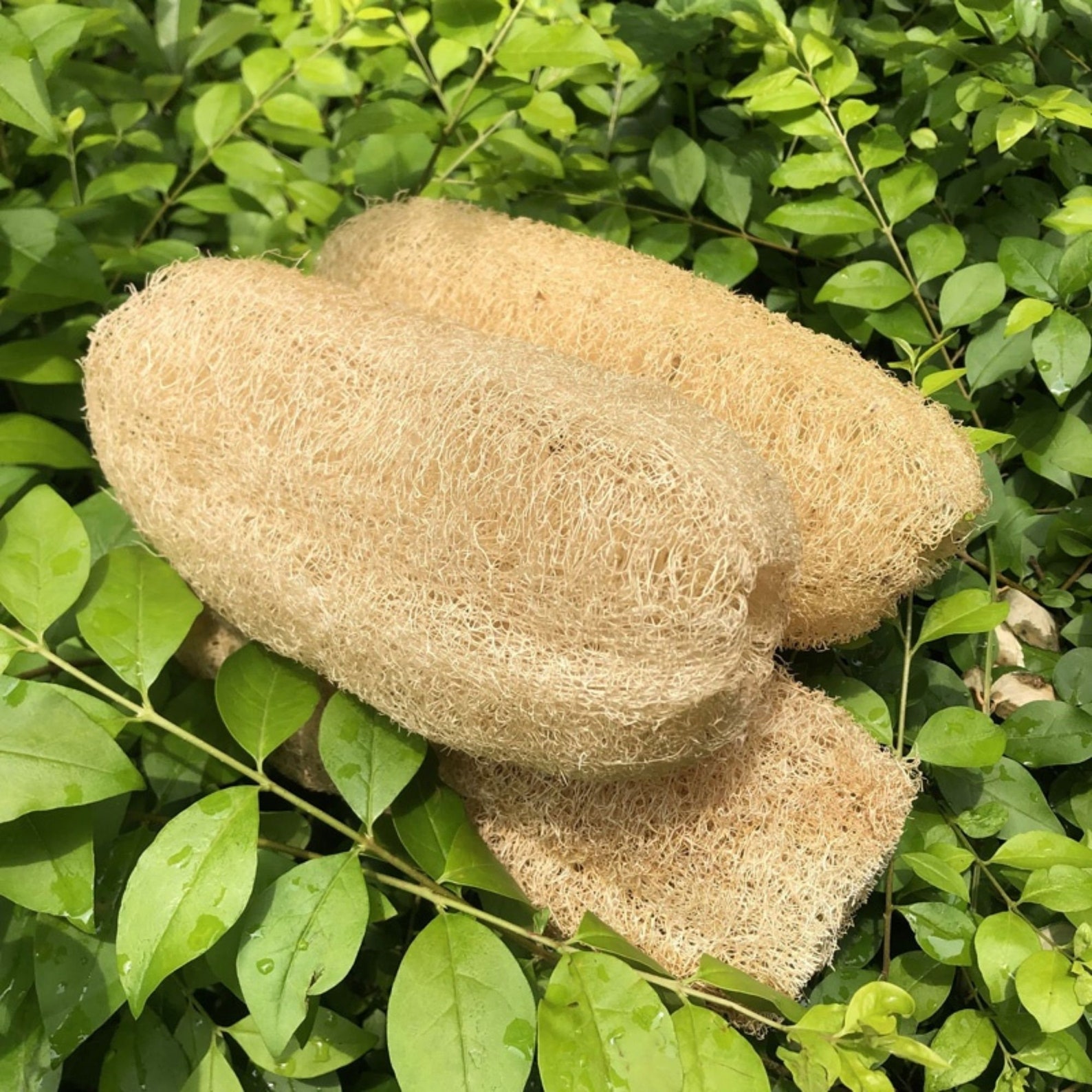 Large Whole Loofah Sponge 25