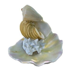 Vintage 70's Giant Clam Shell Fountain Kitschy Beachy - Etsy