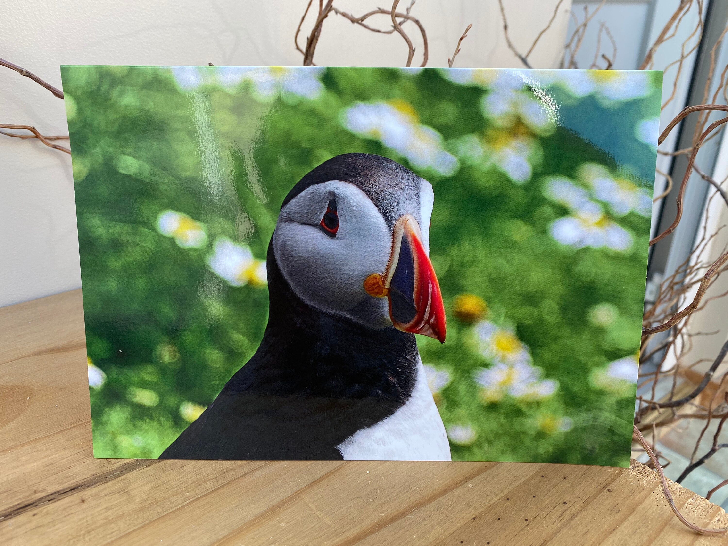 Puffin Greetings Card - Etsy