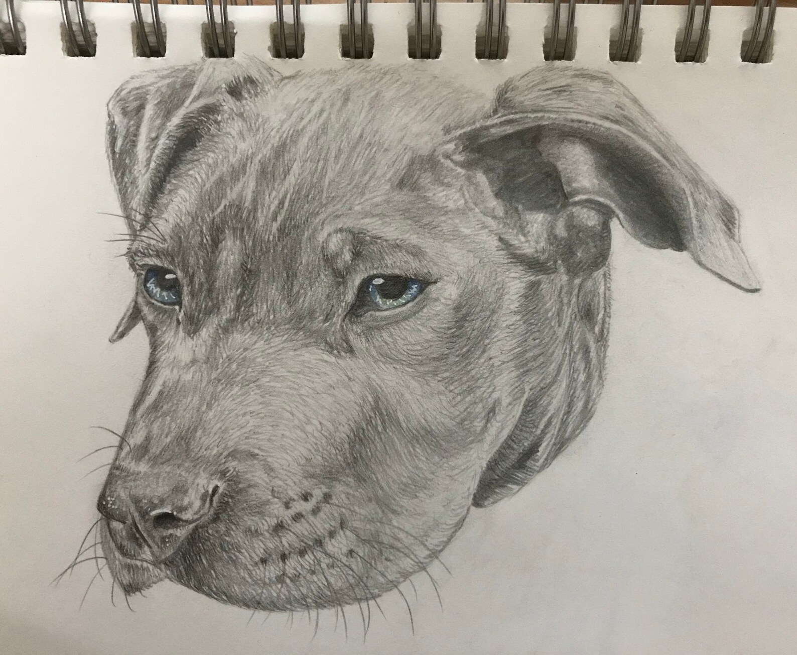 Custom Hyper-realistic Animal Drawings - Etsy