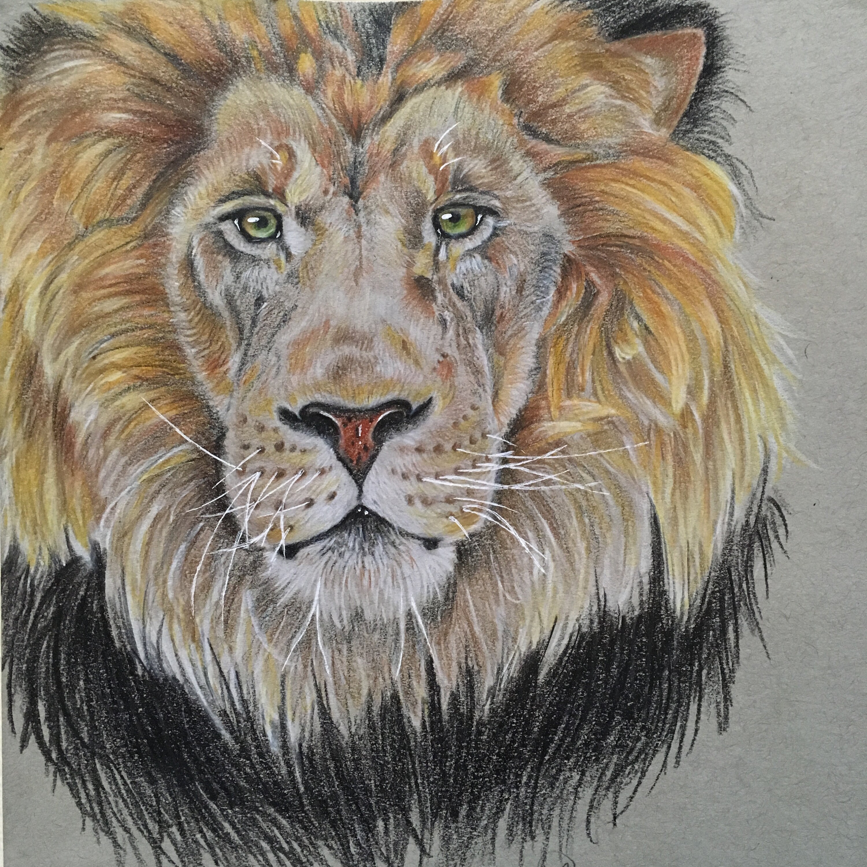 Custom Hyper-realistic Animal Drawings - Etsy