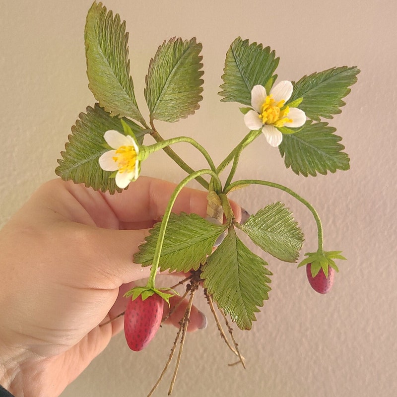 Alpine Strawberry - Etsy