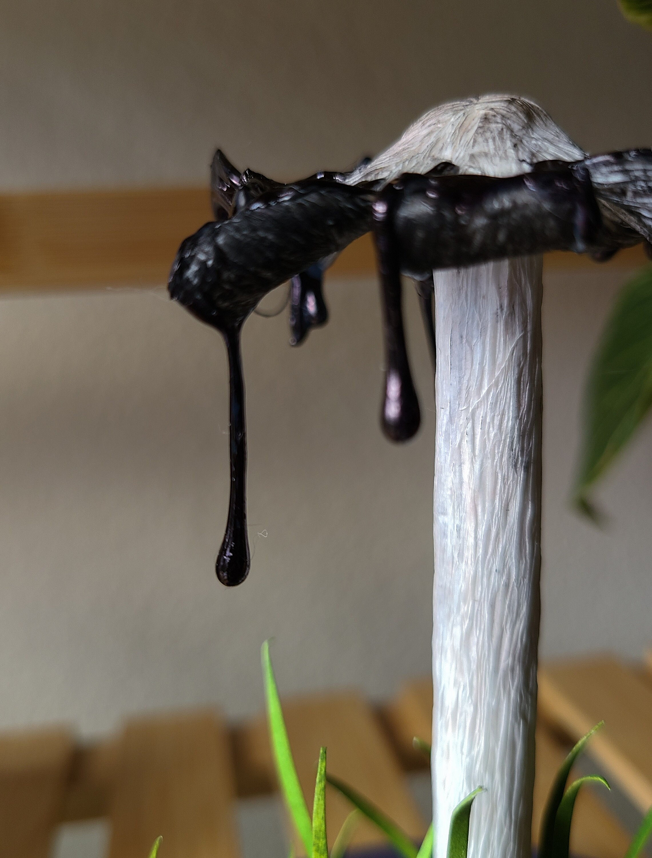 Inky Cap Mushroom, Shaggy Mane Mushroom, Faux Taxidermy, Paper Mushroom ...
