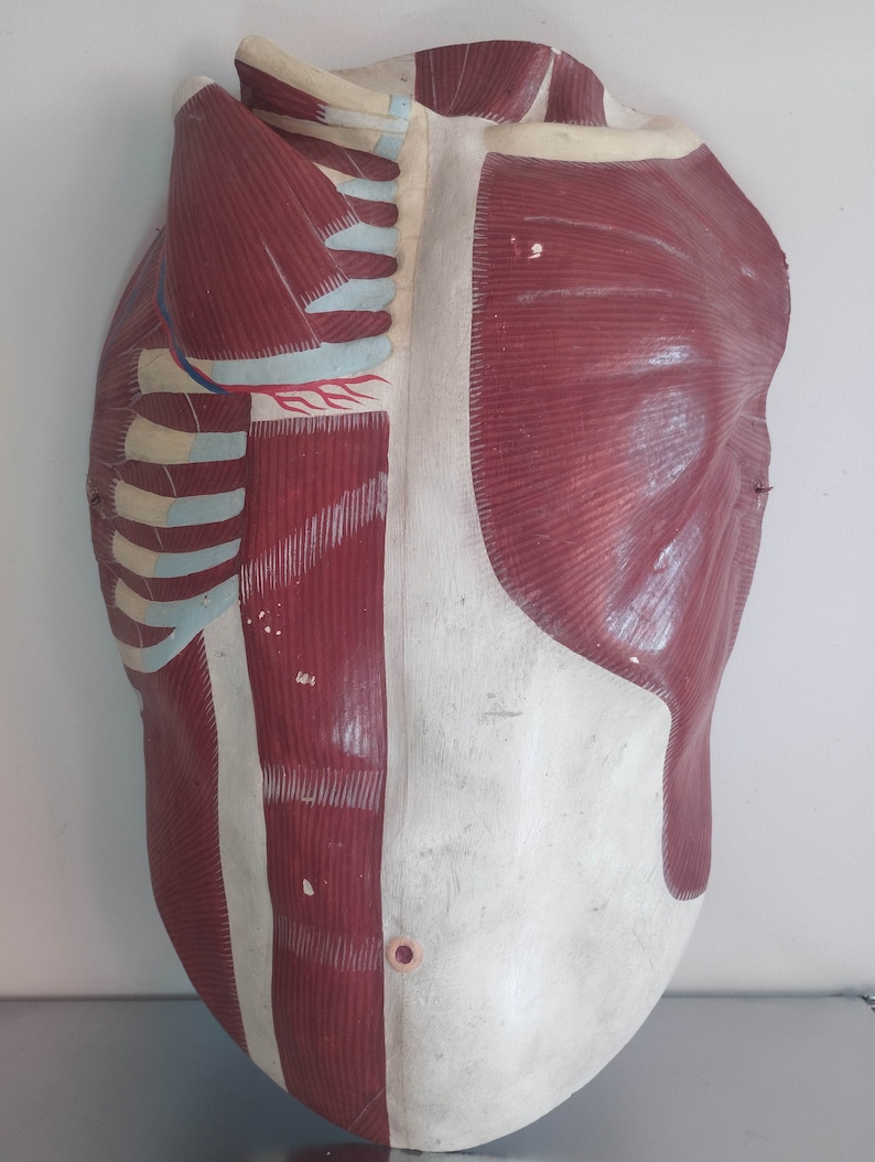 Vintage 1950 USSR Paper Mache Human Body Muscles Anatomical Model - Etsy