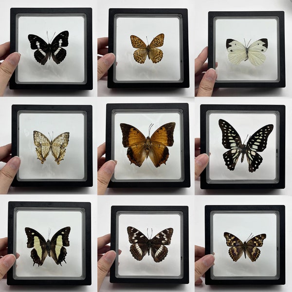 Butterfly Specimen Displays - Etsy