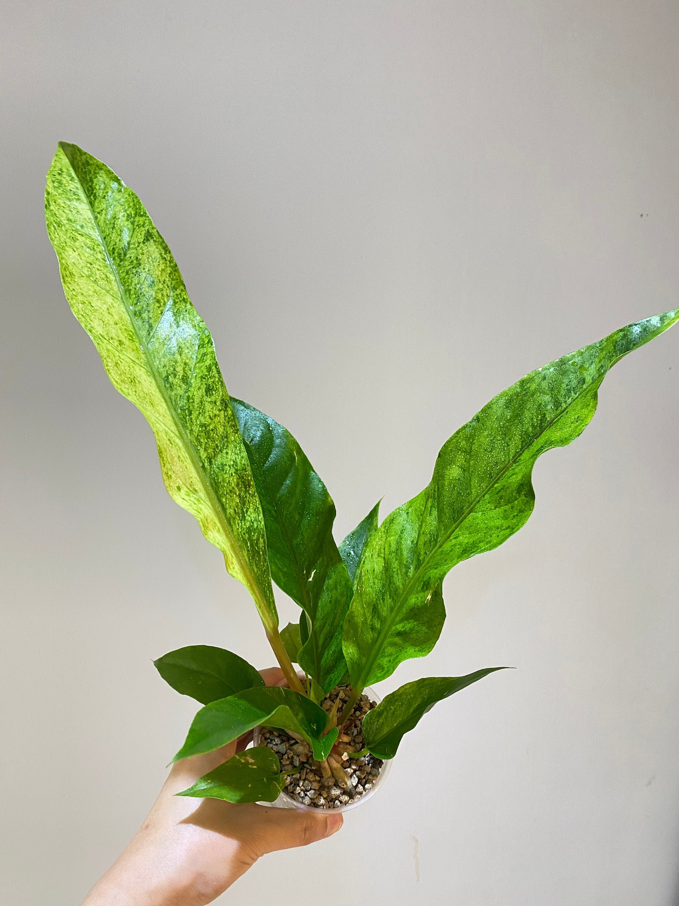 RARE Anthurium Renaissance Variegated 38 cm Height Fully | Etsy