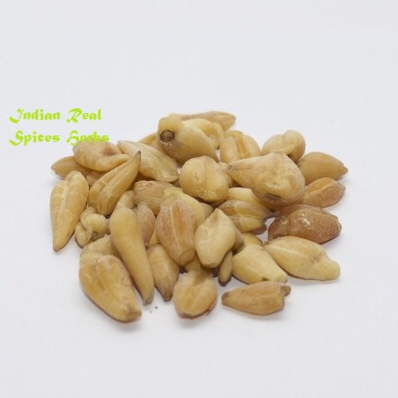 Colchicum Luteum, Suranjaan 100% Colchicum Luteum Worldwide Shipping ...