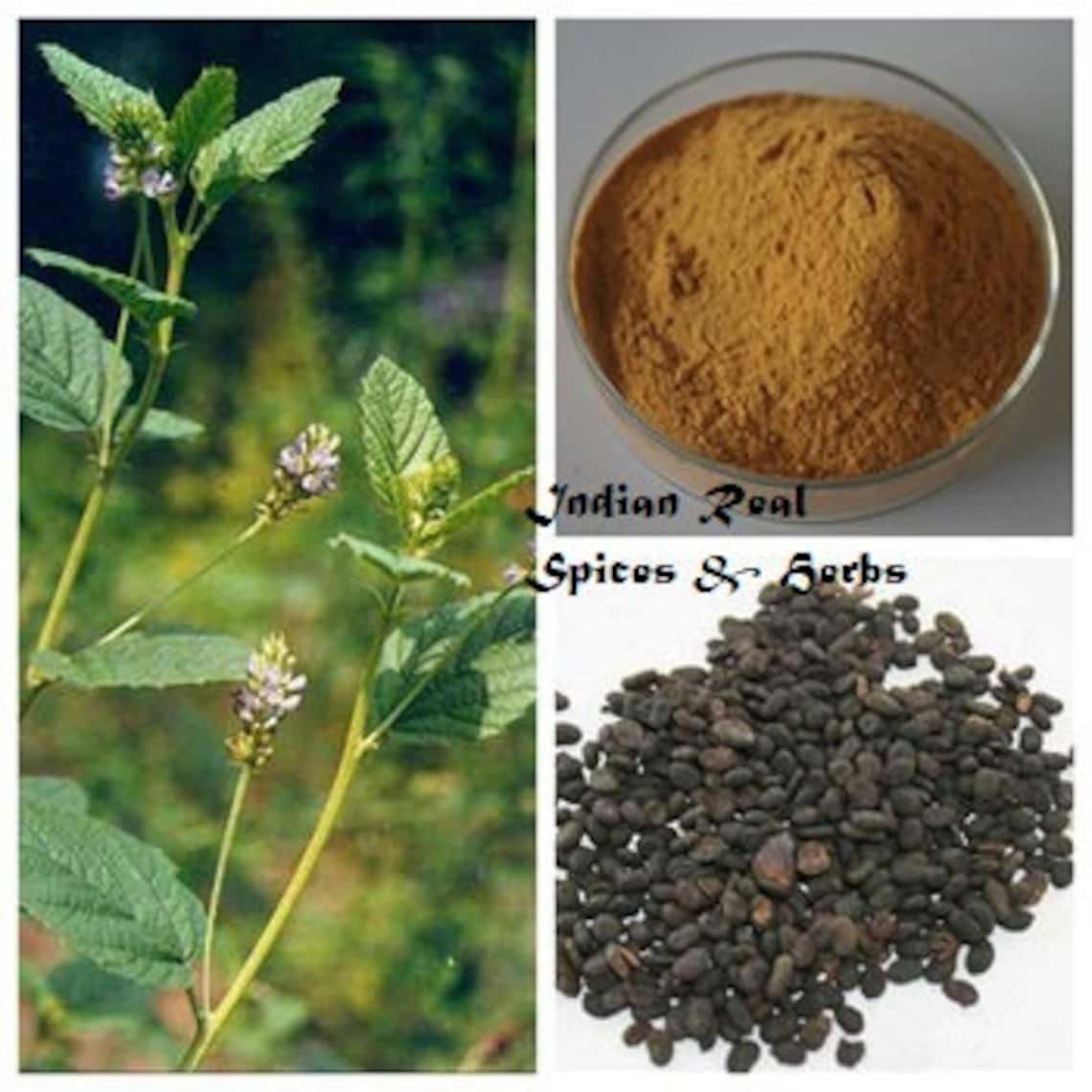 Psoralea Corylifolia Bakuchi Powder 100% REAL AYURVEDIC Pure & - Etsy