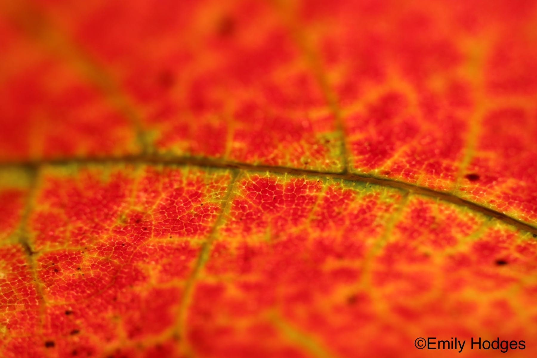 Macro Fall Leaf Photo 2 Digital Download / Leaf Photos / Digital Prints ...