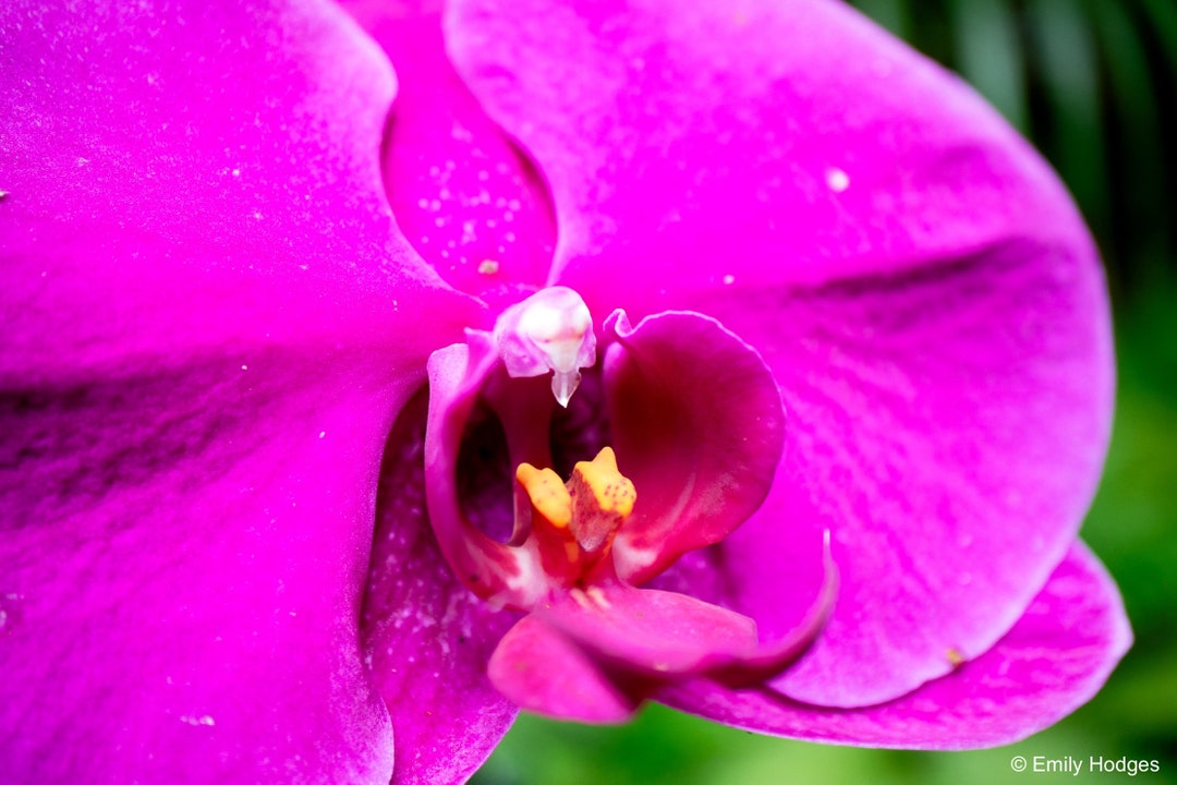Macro Orchid Digital Download Photo 2 / Flower Photos / Digital Prints ...