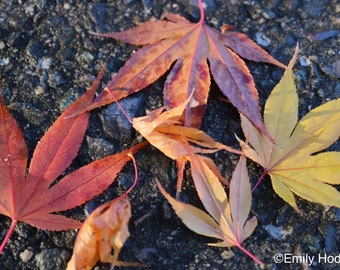 Macro Fall Leaf Photo 1 Digital Download / Leaf Photos / - Etsy