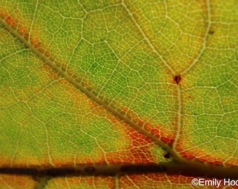 Macro Fall Leaf Photo 1 Digital Download / Leaf Photos / - Etsy