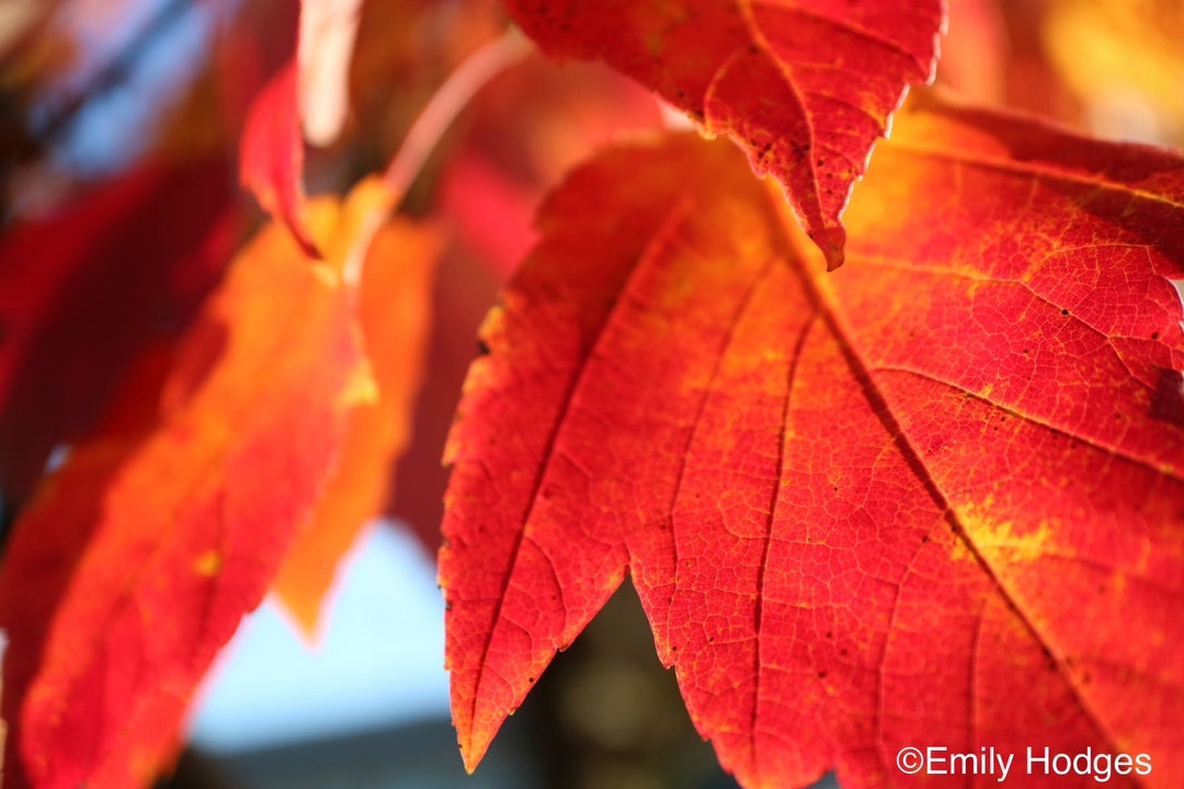 Macro Fall Leaf Photo 1 Digital Download / Leaf Photos / Digital Prints ...
