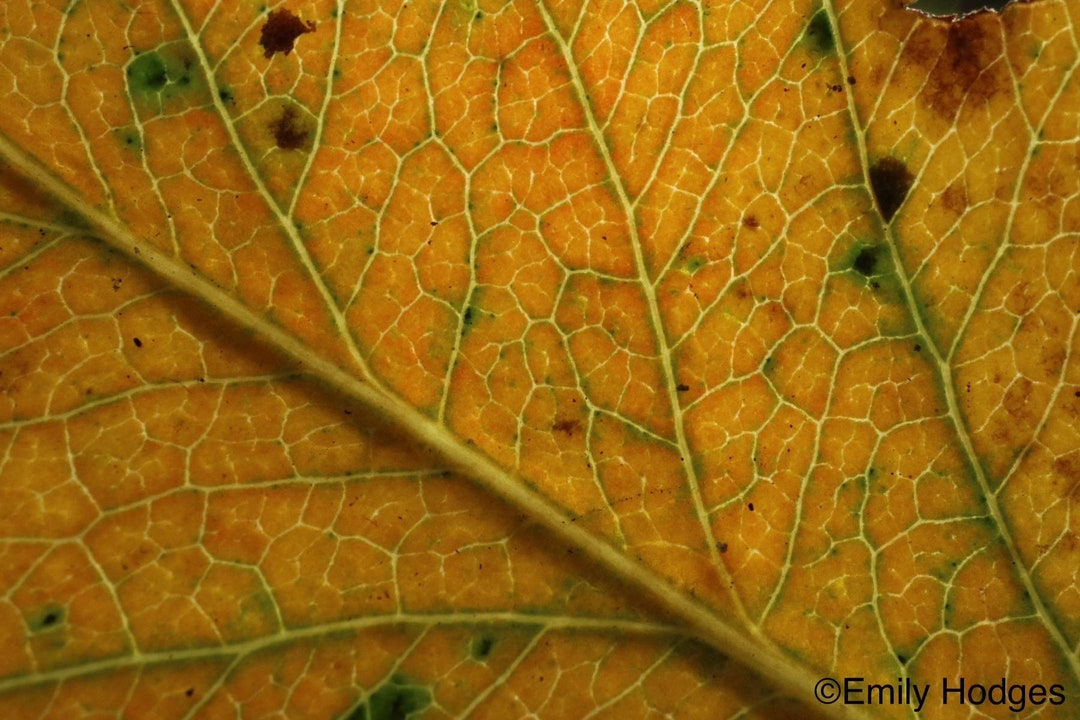 Macro Fall Leaf Photo 3 Digital Download / Leaf Photos / Digital Prints ...