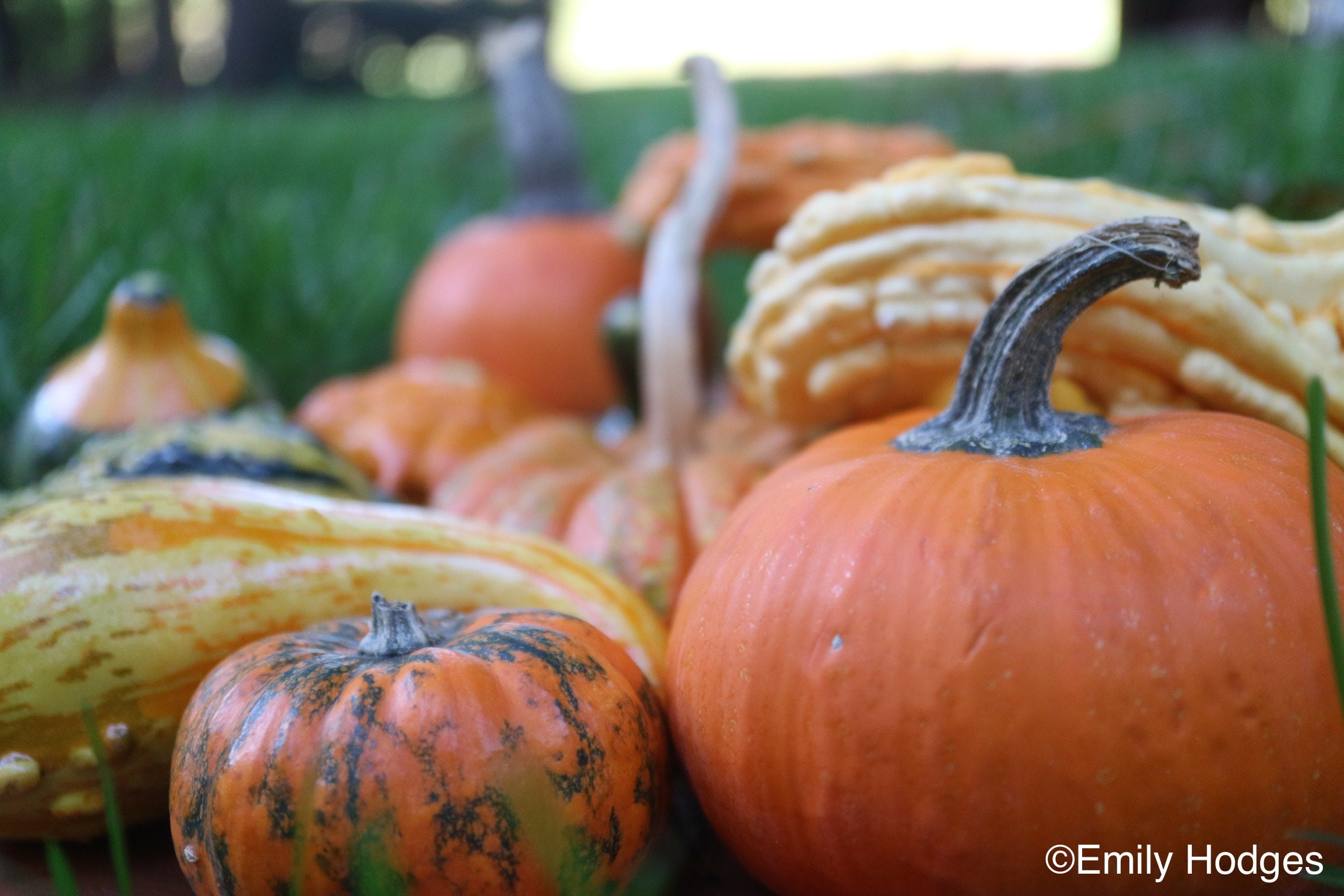 Macro Pumpkins Photo / Digital Download / Pumpkin Photos / Digital ...