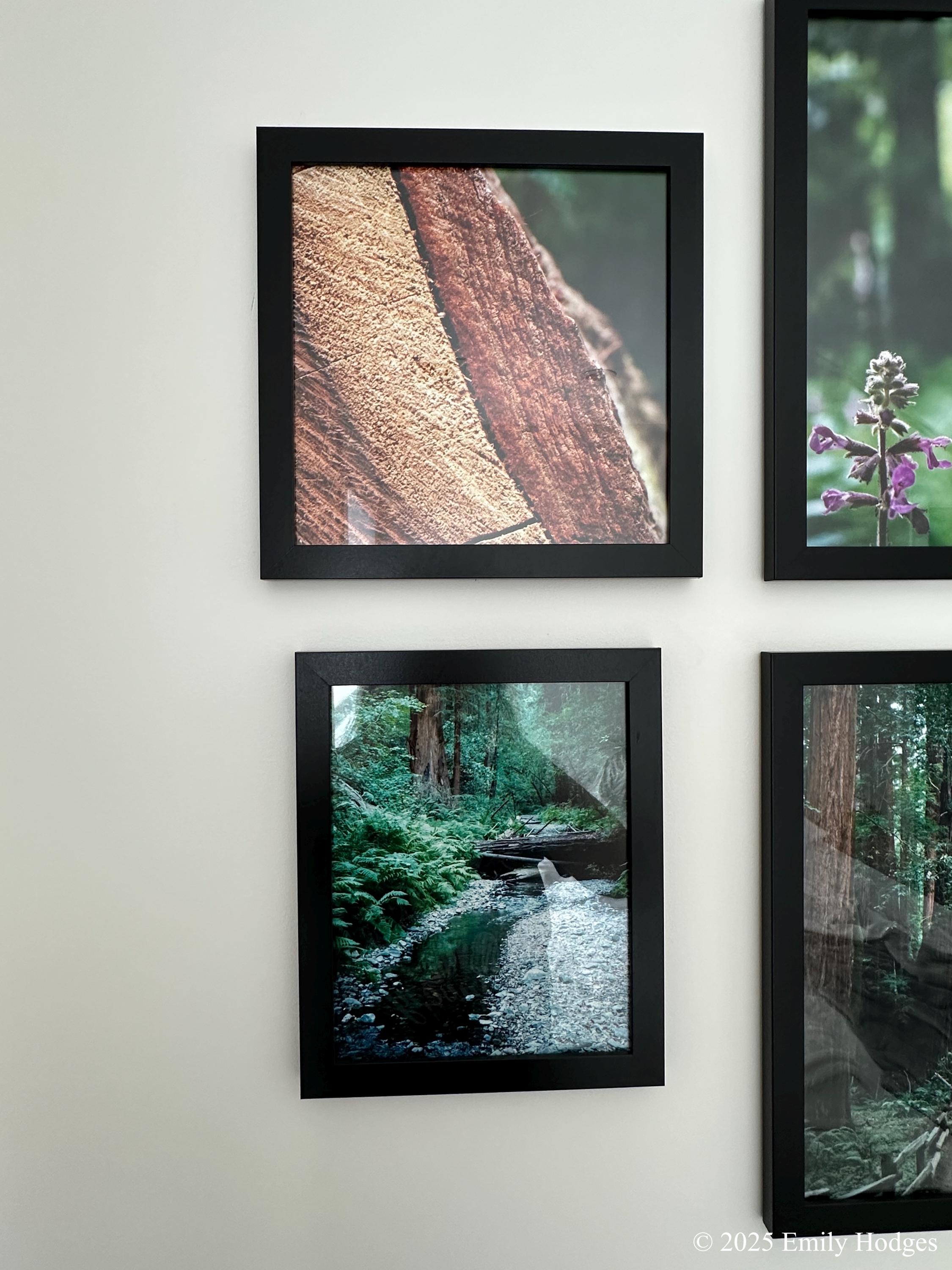 Redwood Trees Digital Download / Nature Photos / Digital Prints / Macro ...
