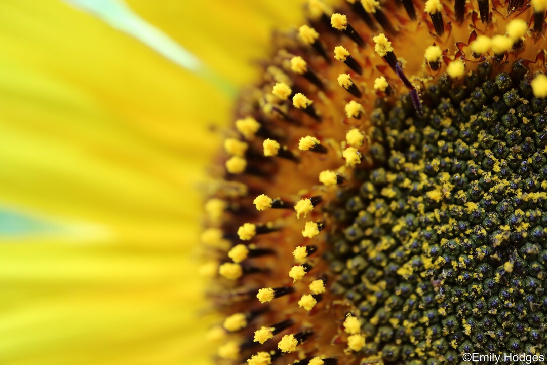 Macro Sunflower Digital Download Photo 2 / Flower Photos / Digital ...
