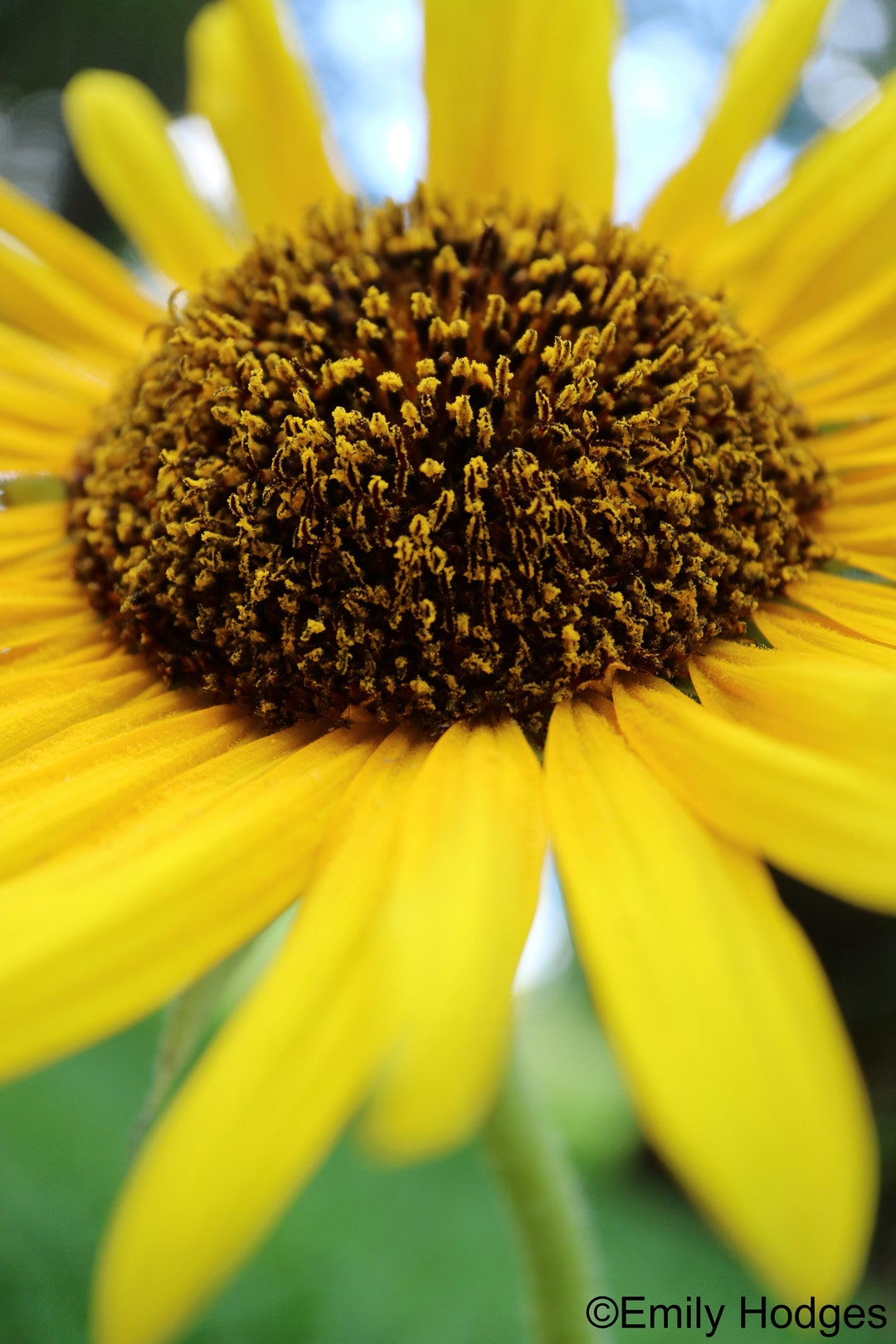 Macro Sunflower Digital Download Photo 4 / Flower Photos / Digital ...