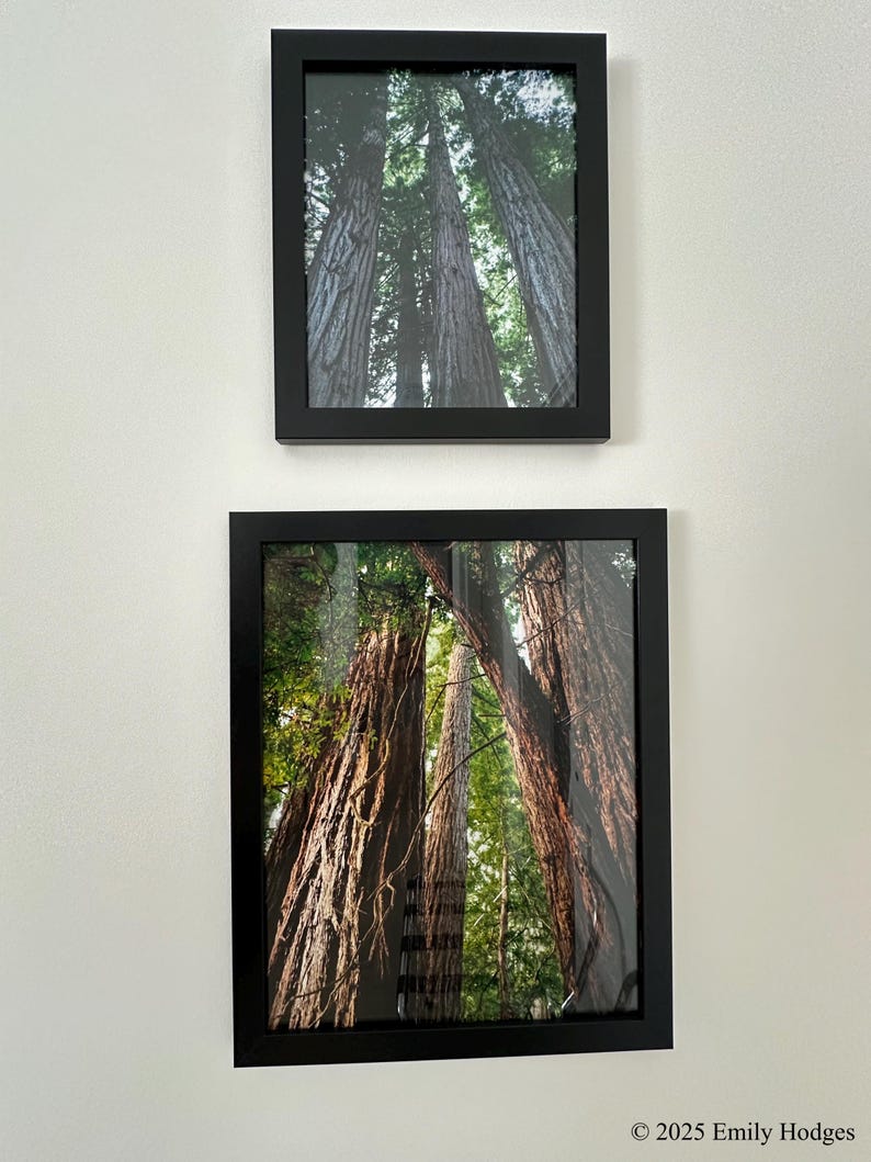 Redwood Trees Digital Download / Nature Photos / Digital Prints / Macro ...