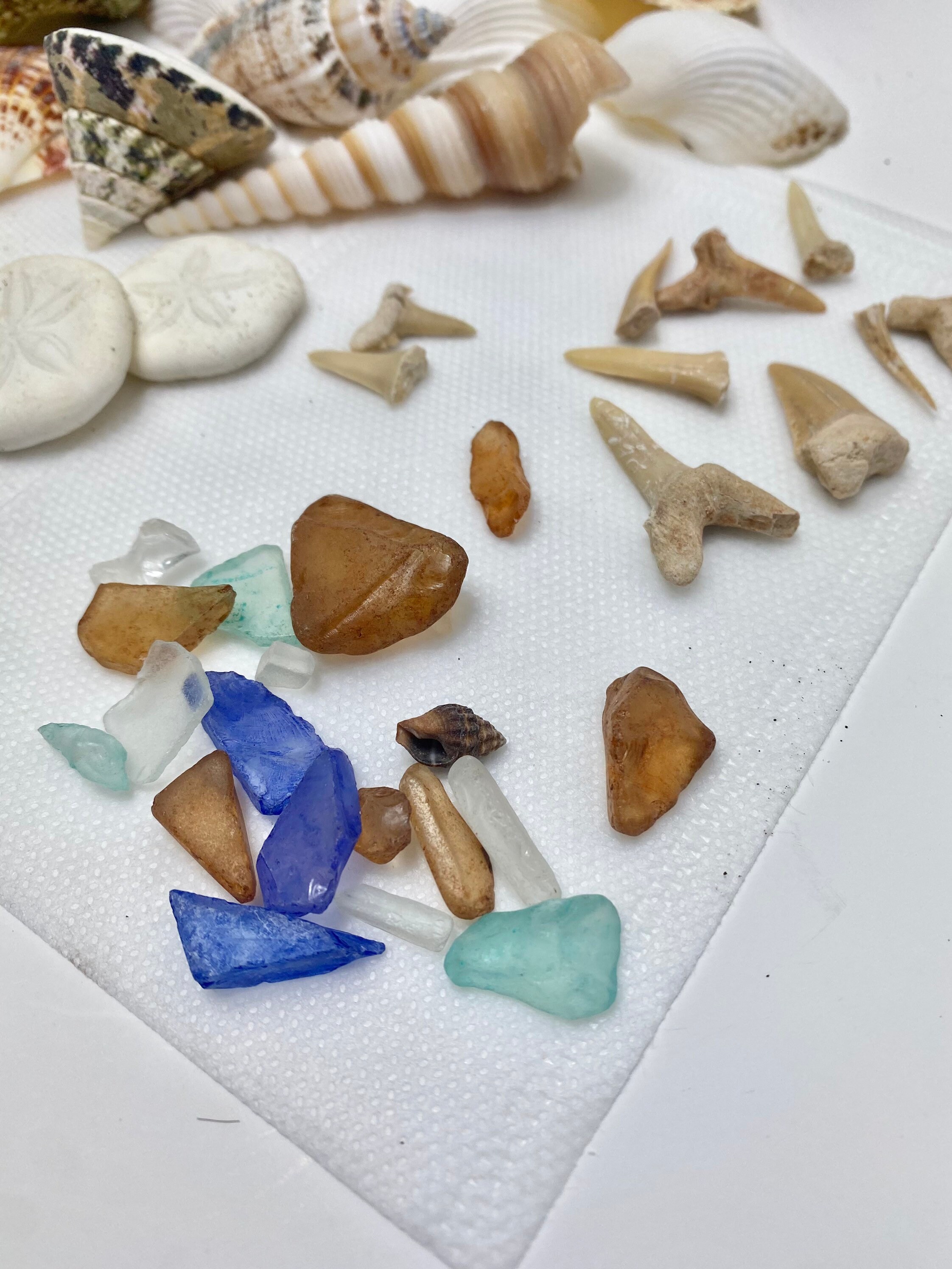 EXTRA LARGE 7 Lb 60 Piece Beach Comber Shell Shark Tooth - Etsy